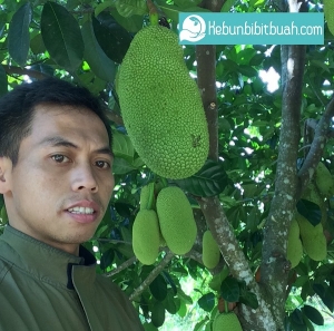 Nangkadak | Kebun Bibit Buah