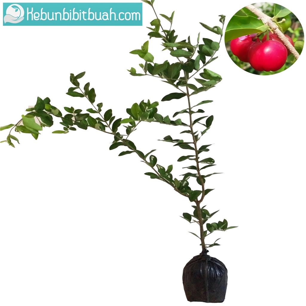 Bibit Buah Cherry Vietnam / Cherry Manis | Kebun Bibit Buah