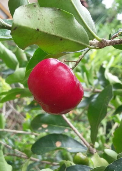 Bibit Buah Cherry Vietnam / Cherry Manis | Kebun Bibit Buah
