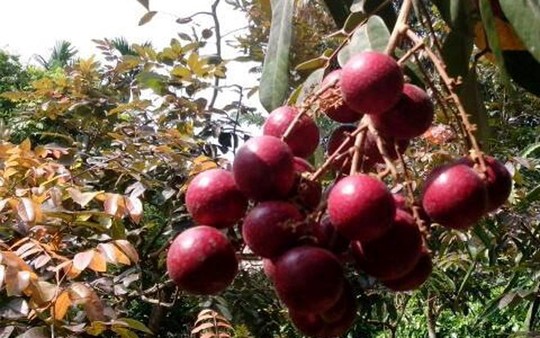 Bibit Buah Lengkeng Merah (Ruby Longan) | Kebun Bibit Buah