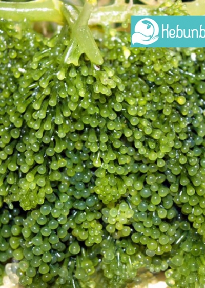 Anggur Laut | Kebun Bibit Buah