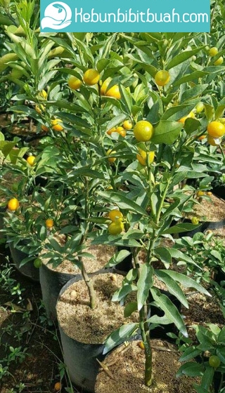 Jeruk Nagami medan tangerang bekasi | Kebun Bibit Buah