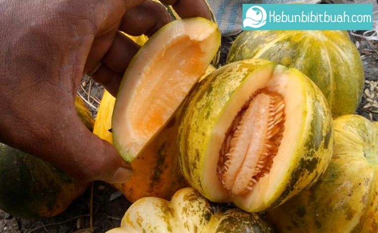 Menanam Buah Blewah | Kebun Bibit Buah