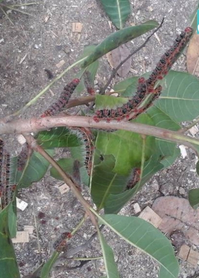 Bibit dan Manfaat Jambu Mete | Kebun Bibit Buah