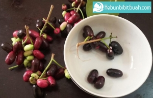 Tanaman Buah Duwet | Kebun Bibit Buah