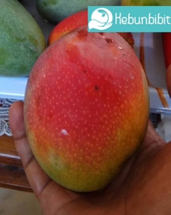 Tips Menanam Mangga Garifta Merah di Pot | Kebun Bibit Buah